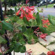Photo of the seed pods or heads of Coral Honeysuckle (Lonicera ...