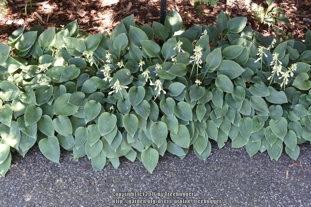 Photo of the entire plant of Hosta 'Popo' posted by treehugger - Garden.org