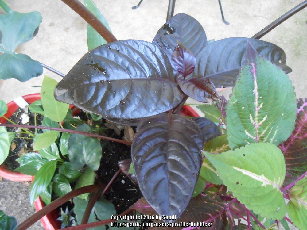 Black Magic (Pseuderanthemum carruthersii); beautiful black-leafed ...
