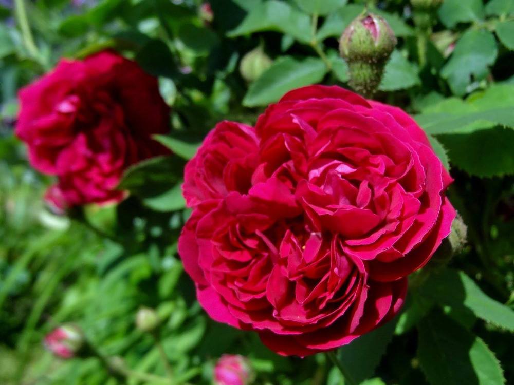 Rose (Rosa 'Souvenir de Pierre Vibert') in the Roses Database - Garden.org