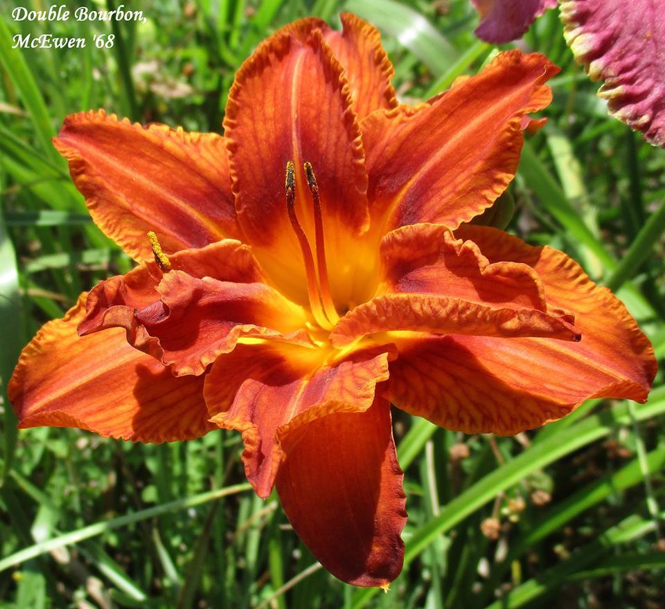 Daylily (Hemerocallis 'Double Bourbon') in the Daylilies Database ...