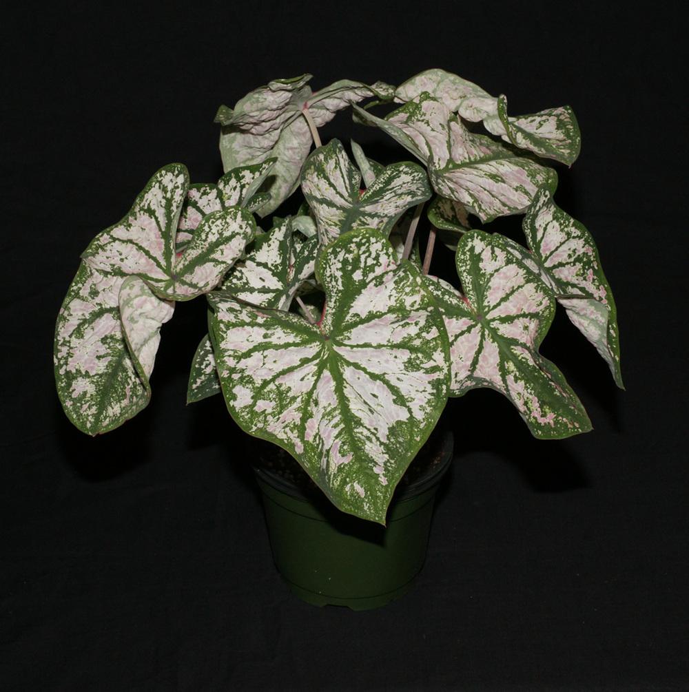 Photo of the entire plant of Fancy-leaf Caladium (Caladium 'Monument ...