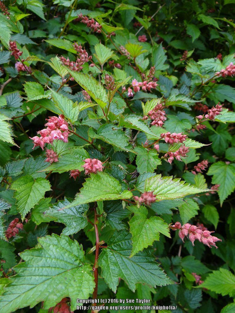 Neillia (Neillia affinis) - Garden.org