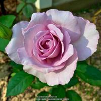 Rose (Rosa 'Moonlight Magic') in the Roses Database - Garden.org