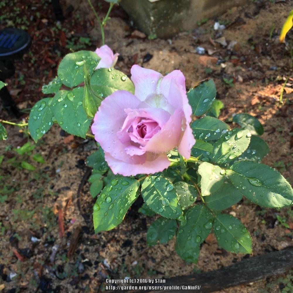 Photo of the entire plant of Rose (Rosa 'Moonlight Magic') posted by ...