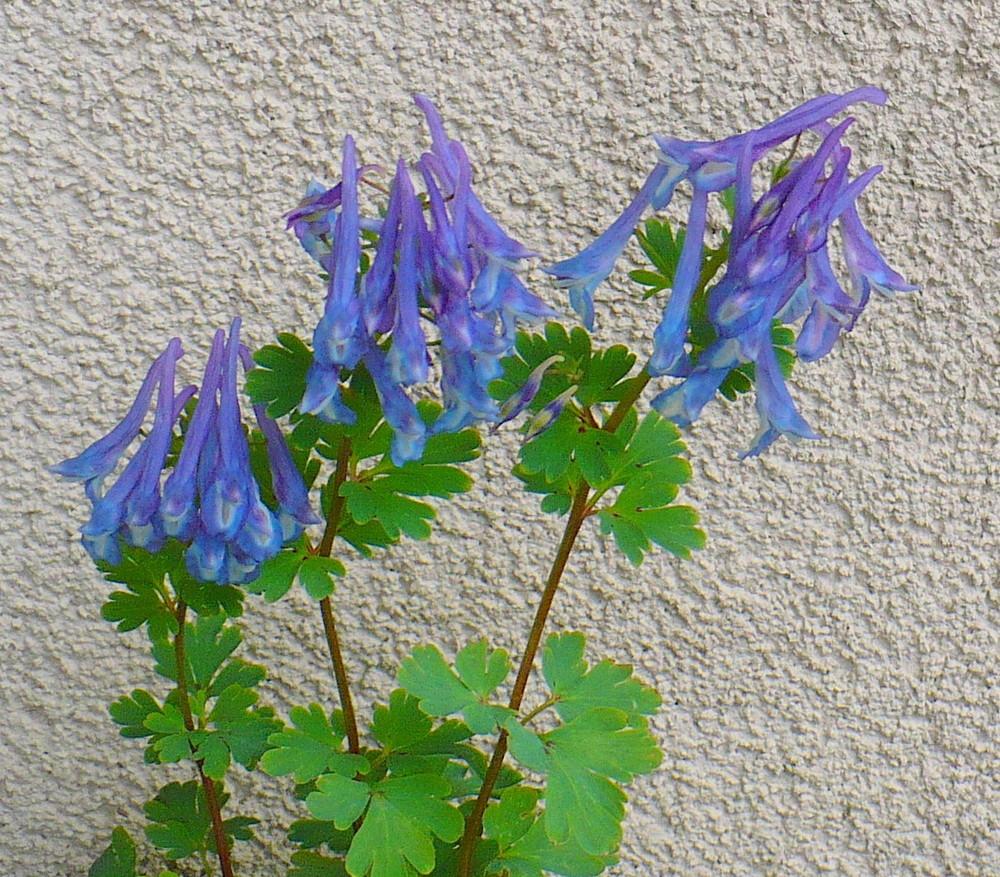Blue Corydalis (Corydalis elata) - Garden.org