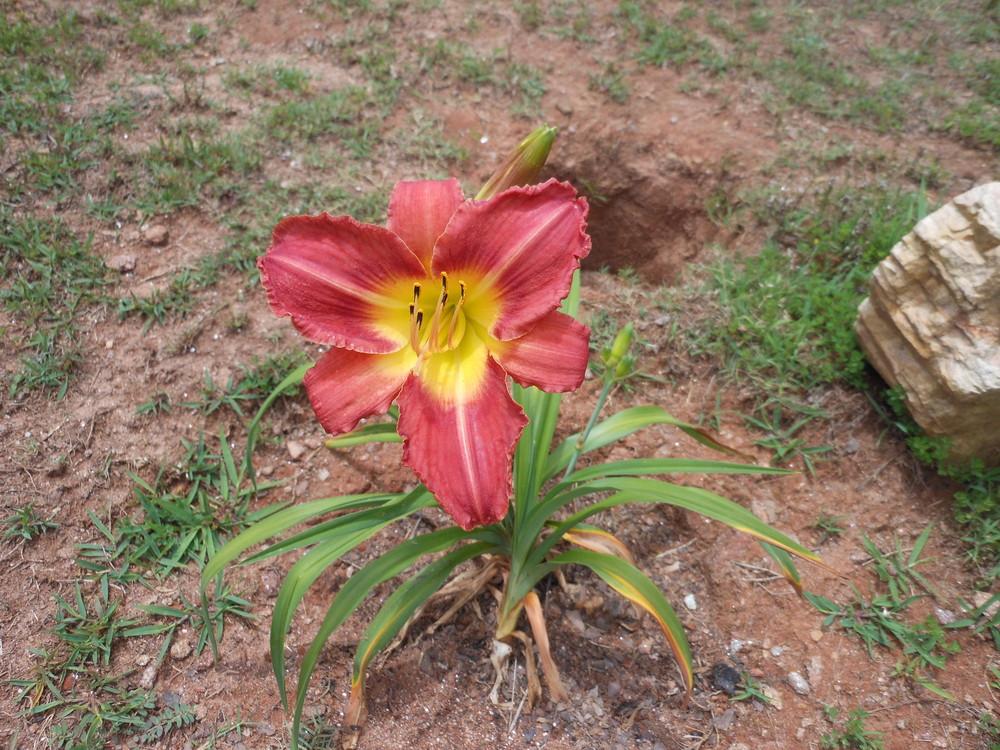 Photo of the bloom of Daylily (Hemerocallis 'Robin Elmore') posted by ...
