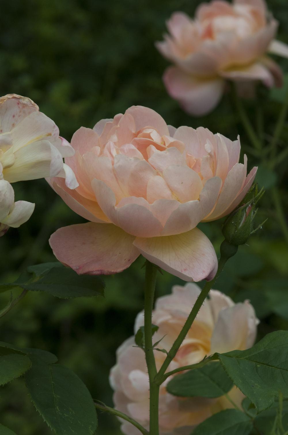 Photo of the bloom of Rose (Rosa 'The Lark Ascending') posted by ...