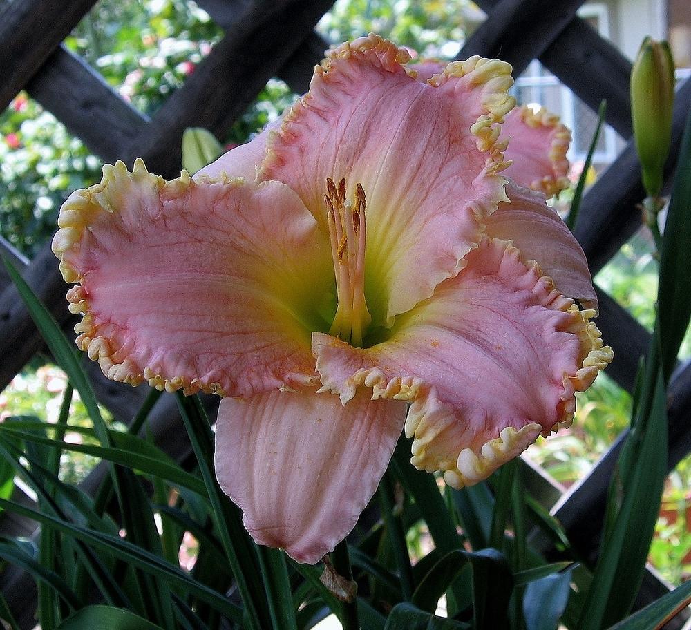 Daylily (Hemerocallis 'Pink Lemonade Party') in the Daylilies Database ...