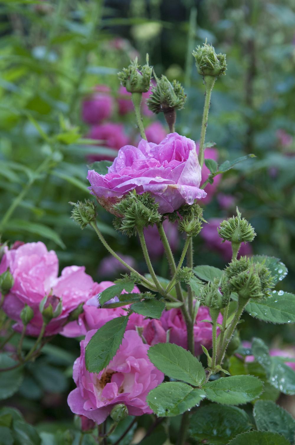 Photo of the bloom of Centifolia Rose (Rosa 'Crested Moss') posted by ...