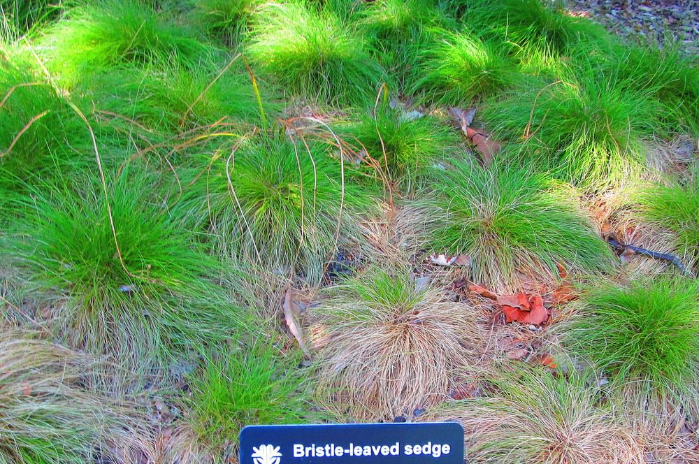 Photo of the entire plant of Ivory Sedge (Carex eburnea) posted by ...