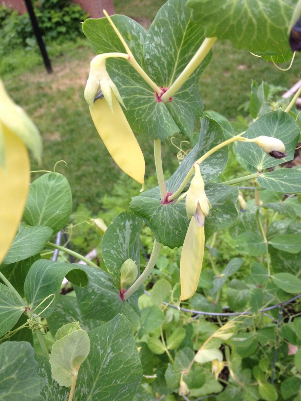 Photo of the seed pods or heads of Snow Pea (Lathyrus oleraceus 'Golden ...