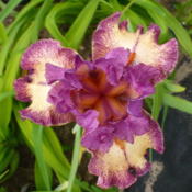 Photo of the bloom of Tall Bearded Iris (Iris 'Rock Star') posted by ...