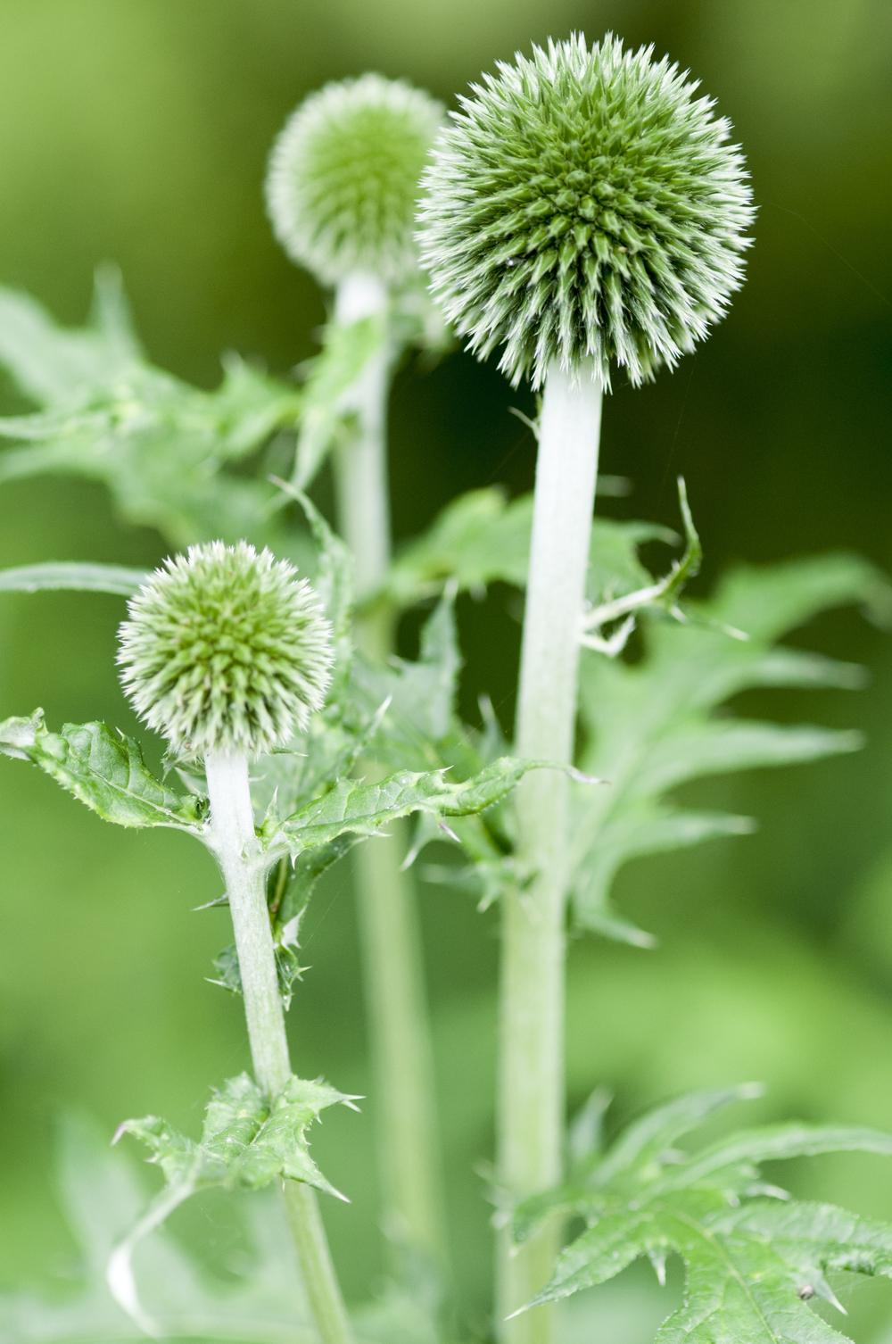 Small Globe Thistle (Echinops ritro 'Veitch's Blue') - Garden.org