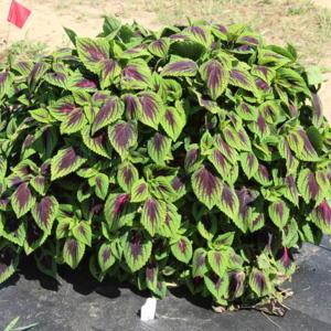 Coleus (Coleus scutellarioides 'French Quarter') in the Coleus Database ...