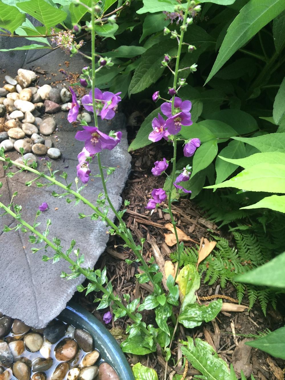 Photo of the entire plant of Purple Mullein (Verbascum phoeniceum ...