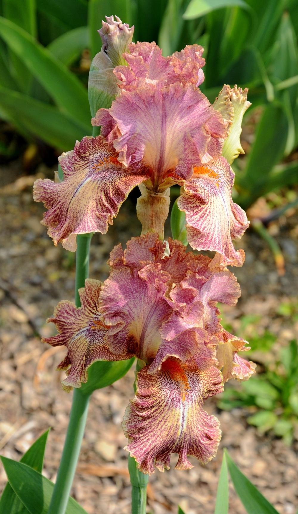 Photo of the bloom of Tall Bearded Iris (Iris 'Queen in Calico') posted ...