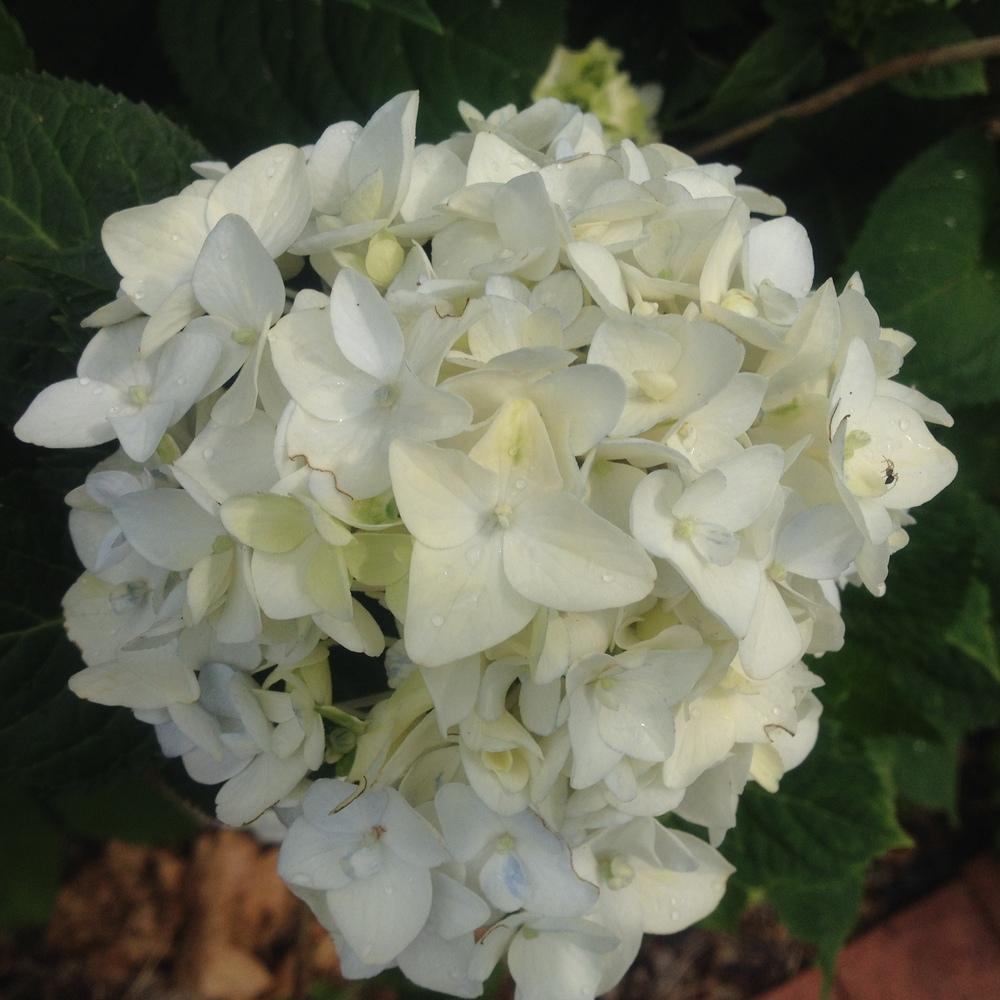 Photo of the bloom of Hydrangea (Hydrangea macrophylla Endless Summer ...