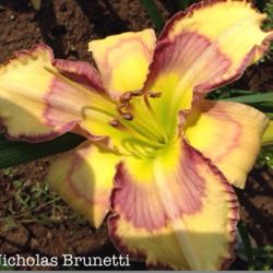 Daylily (Hemerocallis 'Nicholas Brunetti') in the Daylilies Database ...
