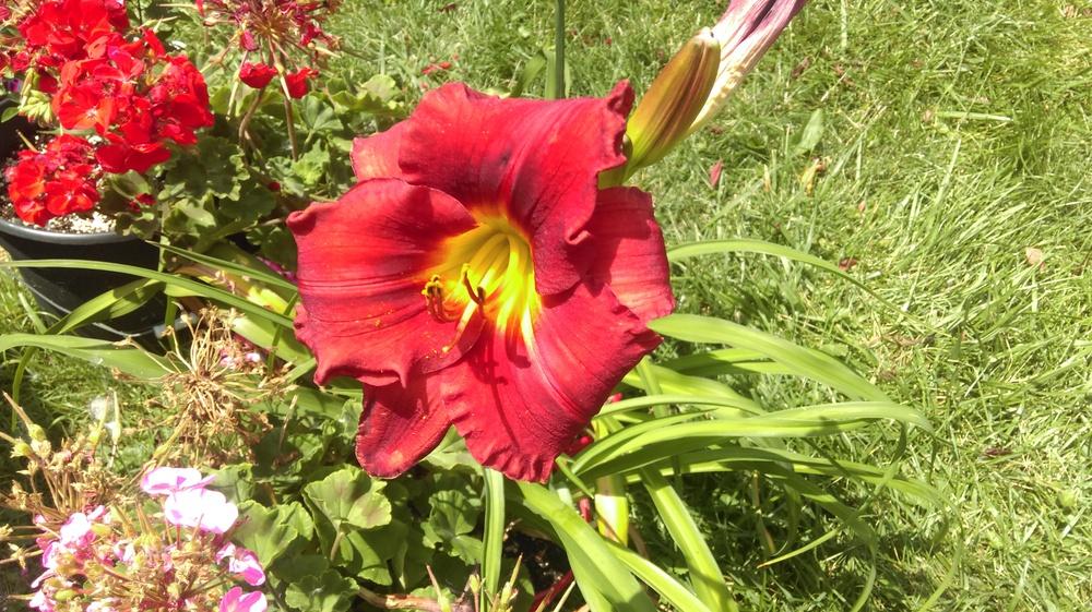 Photo of the bloom of Daylily (Hemerocallis 'Funny Valentine') posted ...