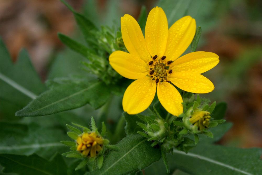Photo of the bloom of Engelmann Daisy (Engelmannia peristenia) posted ...