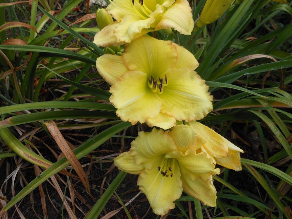 Photo of the bloom of Daylily (Hemerocallis 'Slug Buster') posted by ...