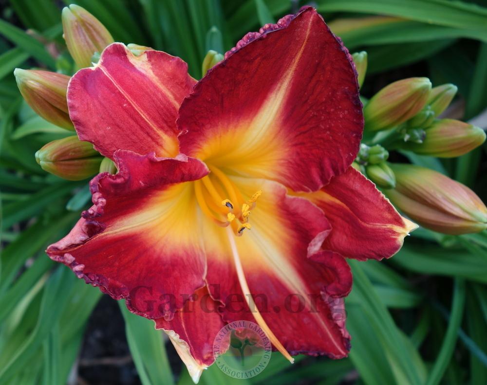 Daylily (Hemerocallis 'Sunrise Sunset') in the Daylilies Database ...