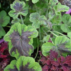 Peppermint-Scented Geranium (Pelargonium tomentosum 'Chocolate Mint ...