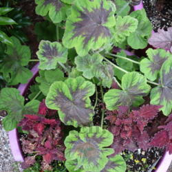 Peppermint-Scented Geranium (Pelargonium tomentosum 'Chocolate Mint ...