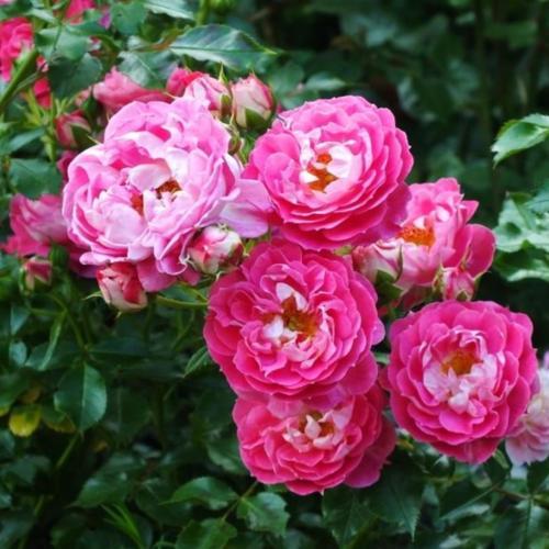 Rose (Rosa 'Charmant') in the Roses Database - Garden.org