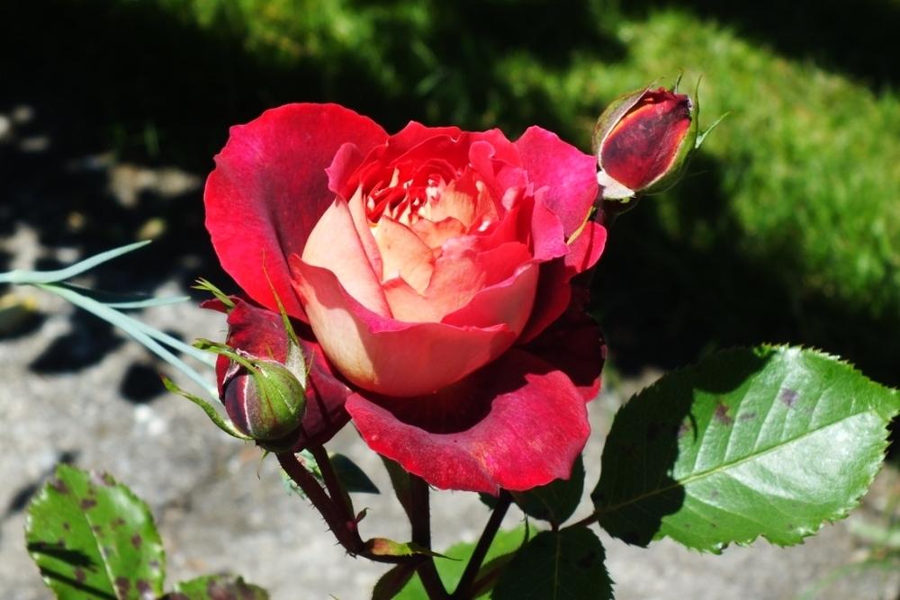 Rose (Rosa 'Docteurs Massad') in the Roses Database - Garden.org