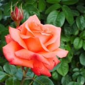 Rose (Rosa 'Ave Maria') in the Roses Database - Garden.org