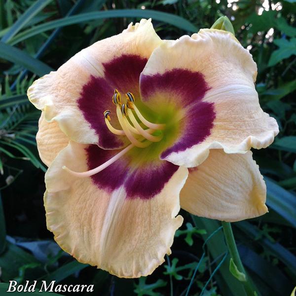 Daylily (Hemerocallis 'Bold Mascara') in the Daylilies Database - Garden.org
