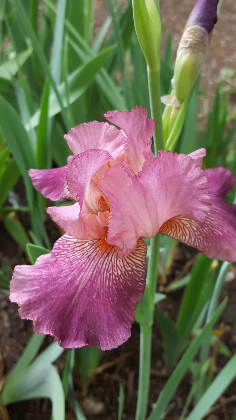 Photo of the bloom of Tall Bearded Iris (Iris 'Autumn Rose') posted by ...
