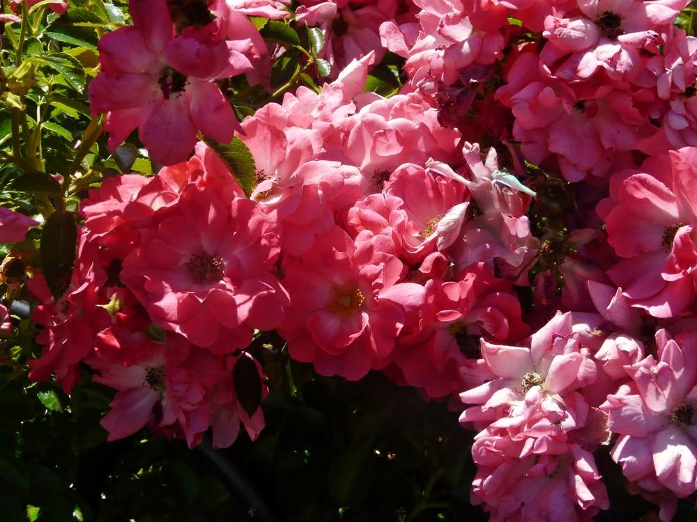 Photo of the bloom of Rose (Rosa 'Flower Carpet Pink Supreme') posted ...