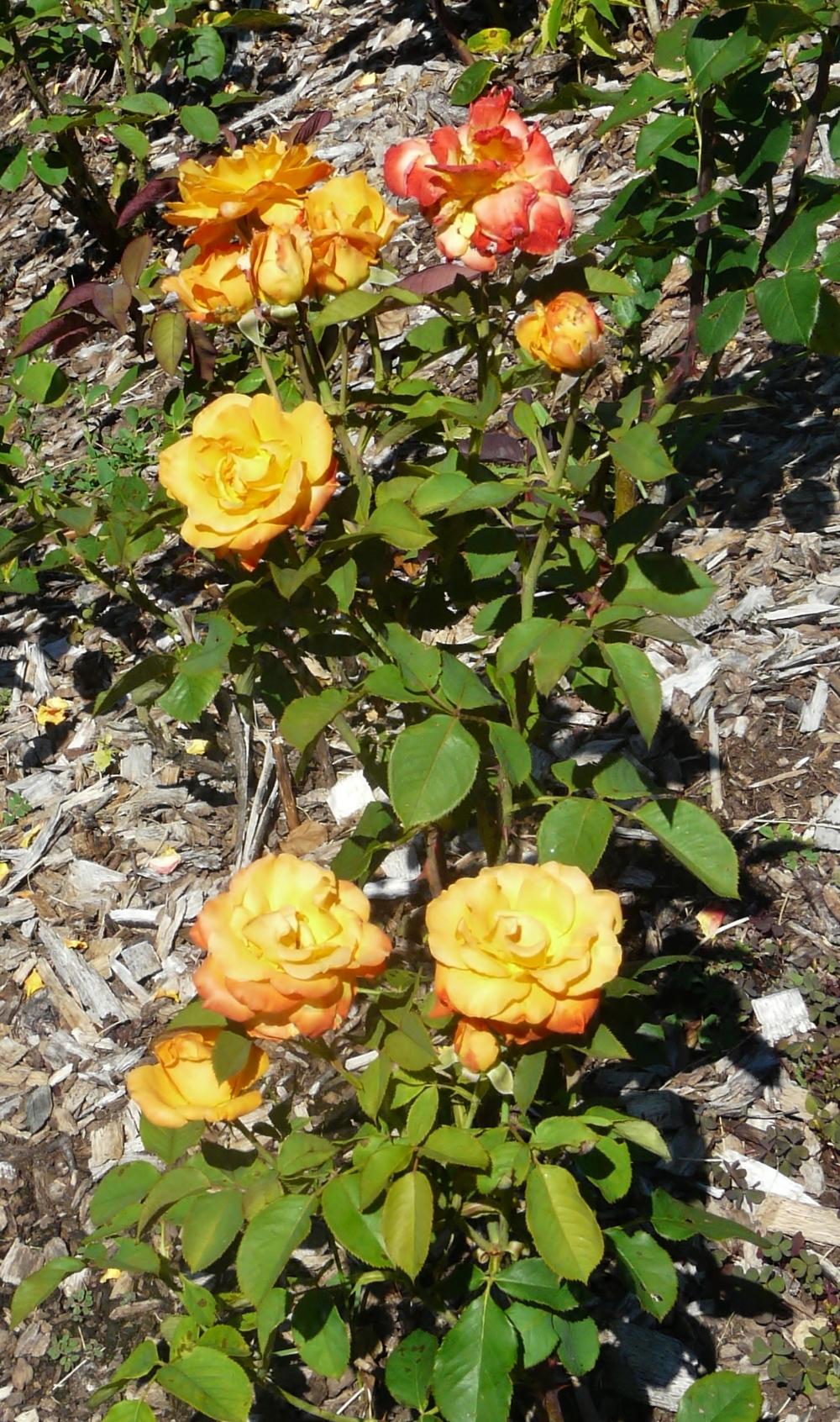 Photo of the entire plant of Rose (Rosa 'Chris Evert') posted by cwhitt ...