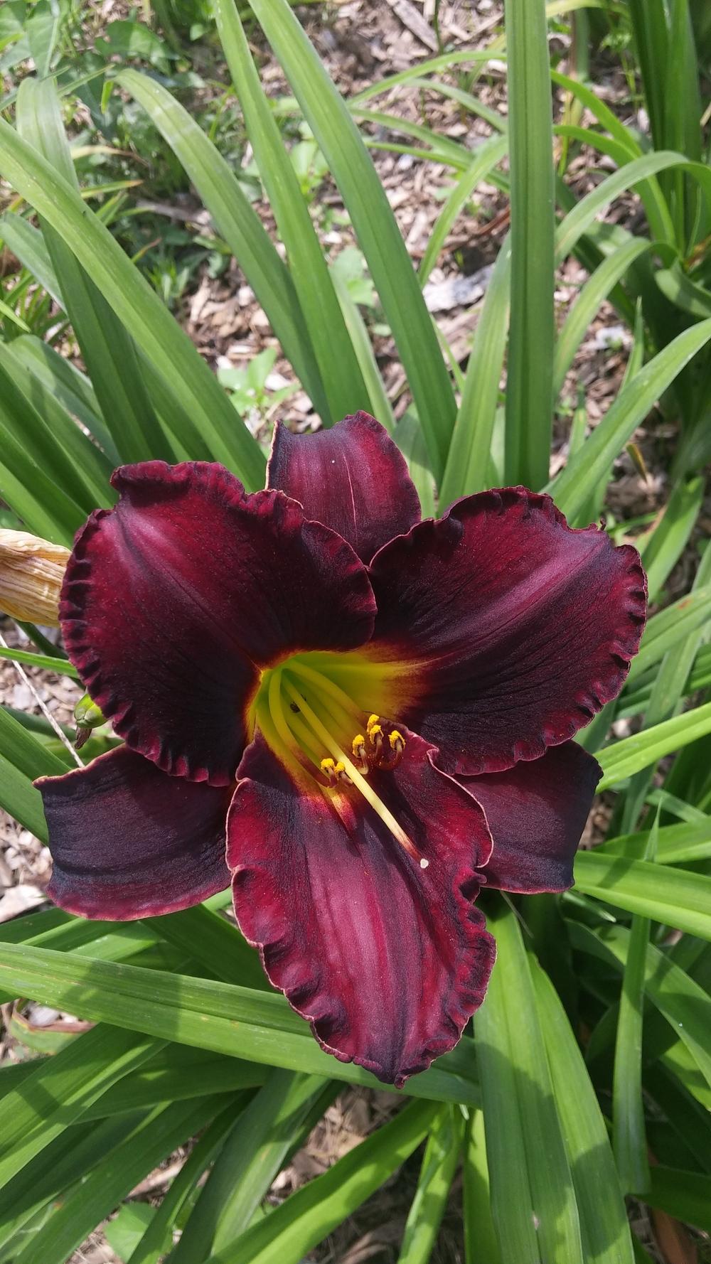 Photo of the bloom of Daylily (Hemerocallis 'Midnight Magic') posted by plantcollector - Garden.org