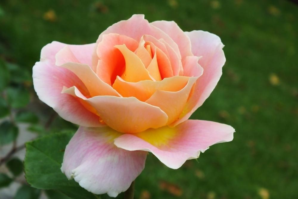 Rose (Rosa 'Evelyne Dheliat') in the Roses Database - Garden.org