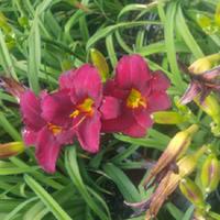 Photo of the bloom of Daylily (Hemerocallis 'Raspberry Suede') posted ...