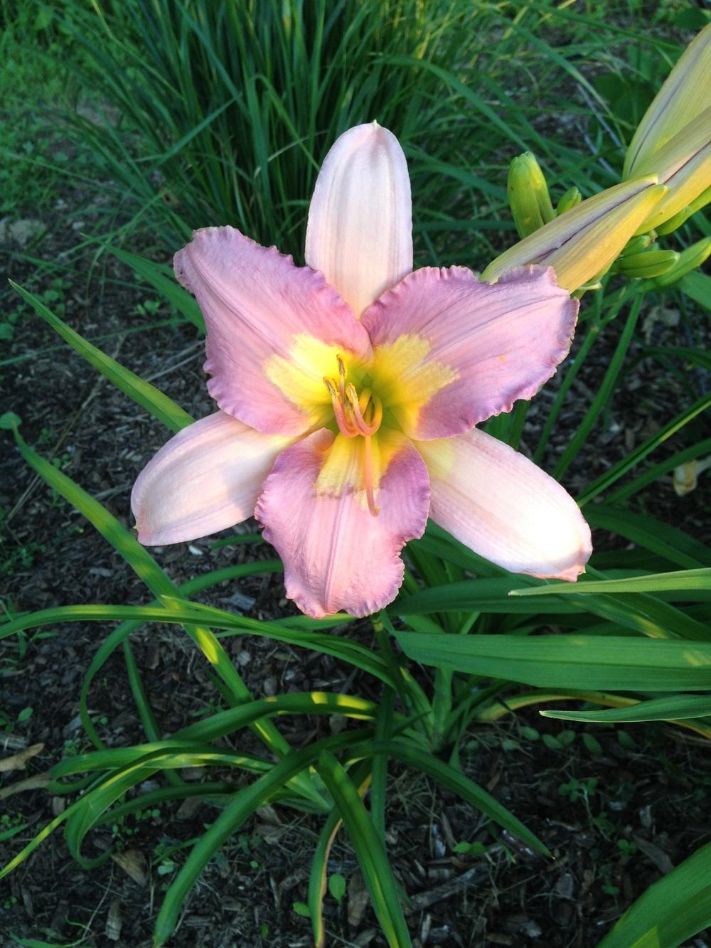 Daylily Identification in the Daylilies forum - Garden.org