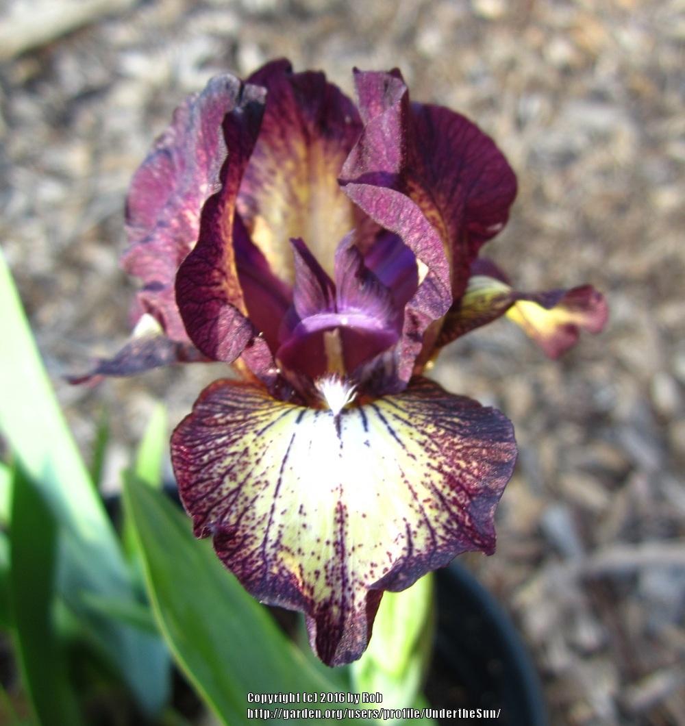 Standard Dwarf Bearded Iris (Iris 'Ruby Eruption') in the Irises ...