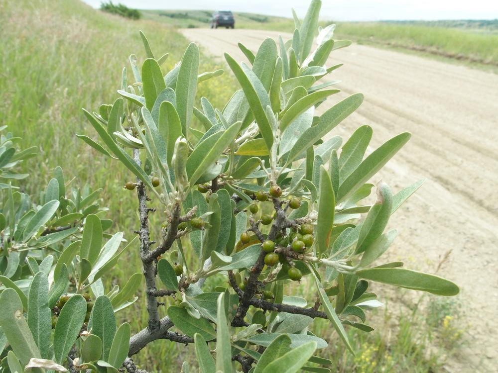 Silver Buffaloberry (Shepherdia argentea) - Garden.org