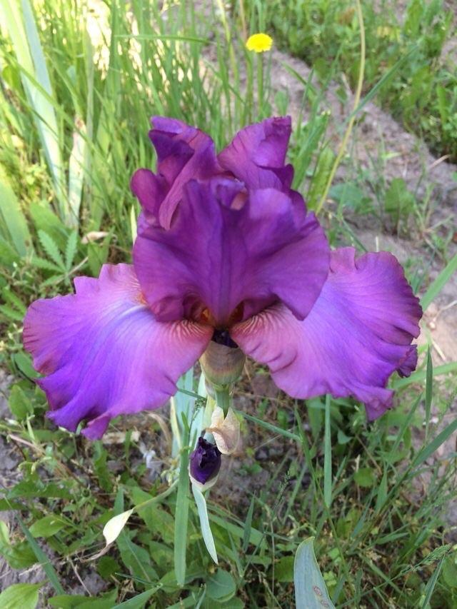 Tall Bearded Iris (Iris 'Lightning Bolt') in the Irises Database ...