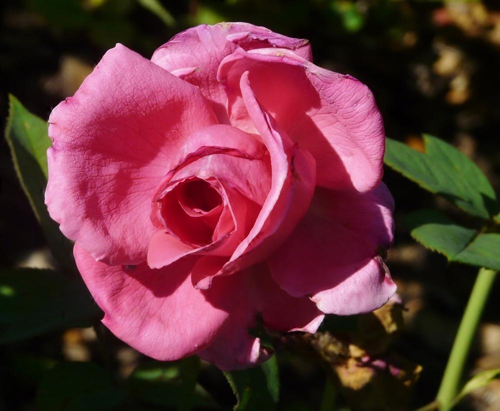 Rose (Rosa 'Rubaiyat') in the Roses Database - Garden.org