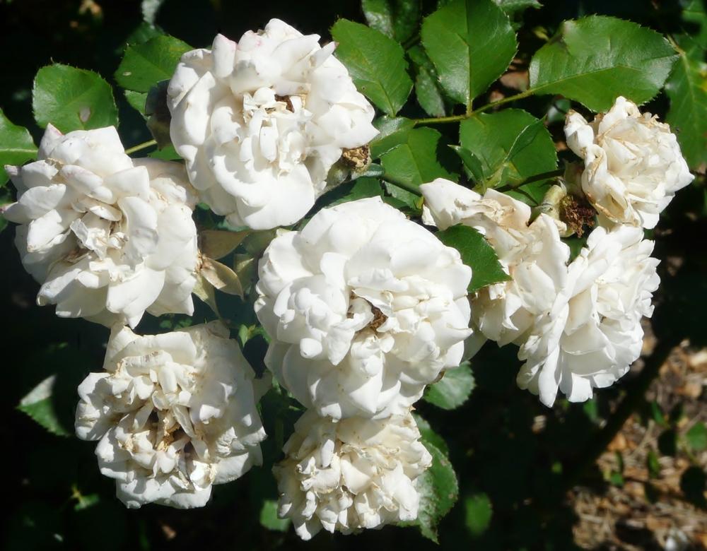 Rose (Rosa 'Snowdrift') in the Roses Database - Garden.org