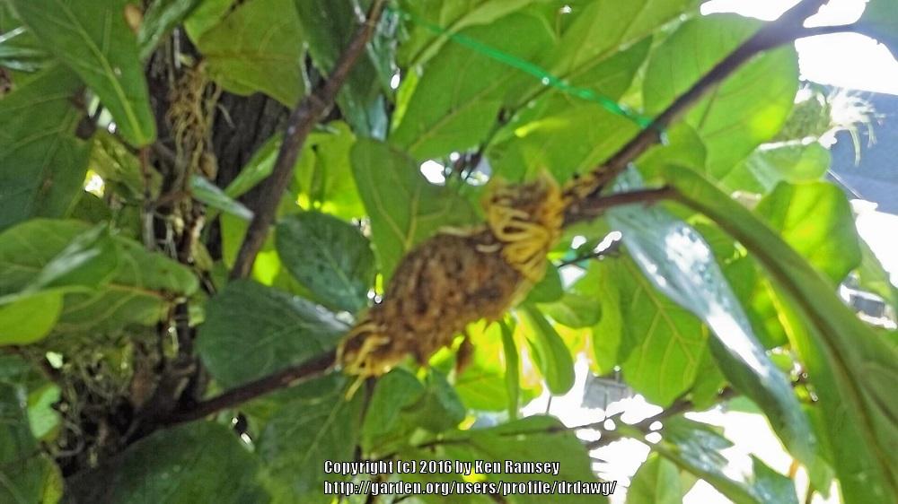 Air Layering Olive Tree in the Propagation forum - Garden.org