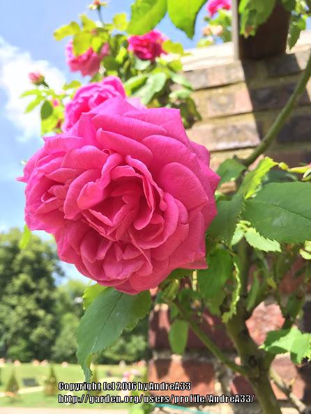 Rose (Rosa 'Pink Cloud') in the Roses Database - Garden.org