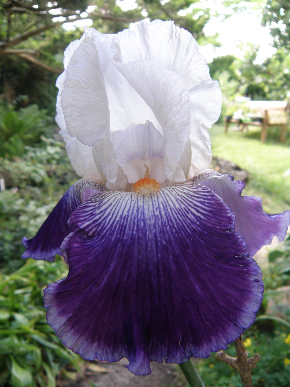 Tall Bearded Iris (Iris 'Bal Masque') in the Irises Database - Garden.org