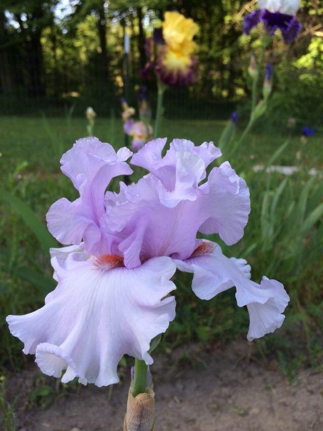 Photo of the bloom of Tall Bearded Iris (Iris 'Bliss Bomb') posted by Lbsmitty - Garden.org