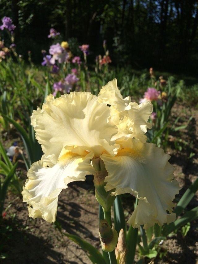 Tall Bearded Iris (Iris 'Dancing in Ruffles') in the Irises Database ...